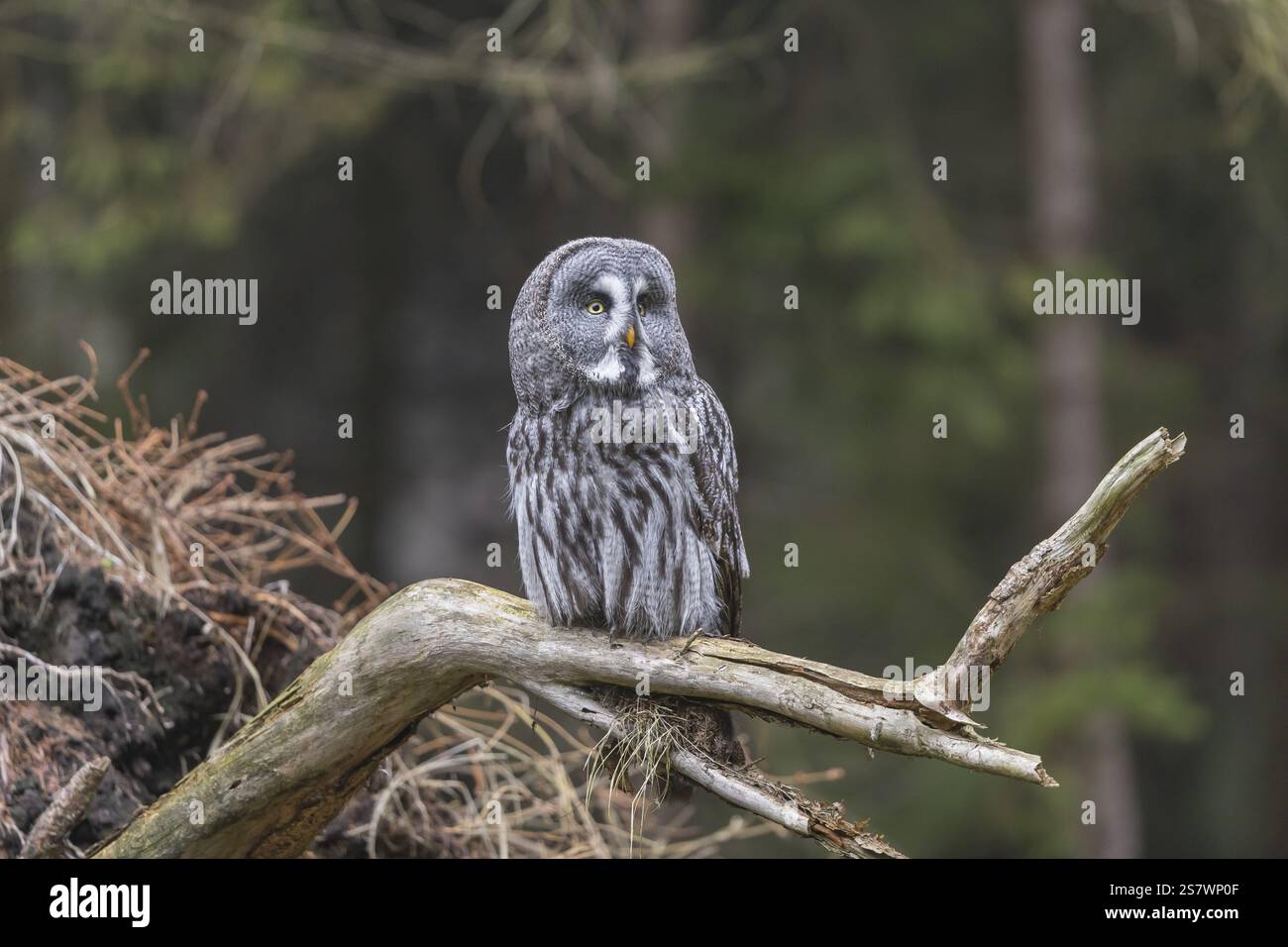One great grey owl (Strix nebulosa) sitting on the root of a fallen ...