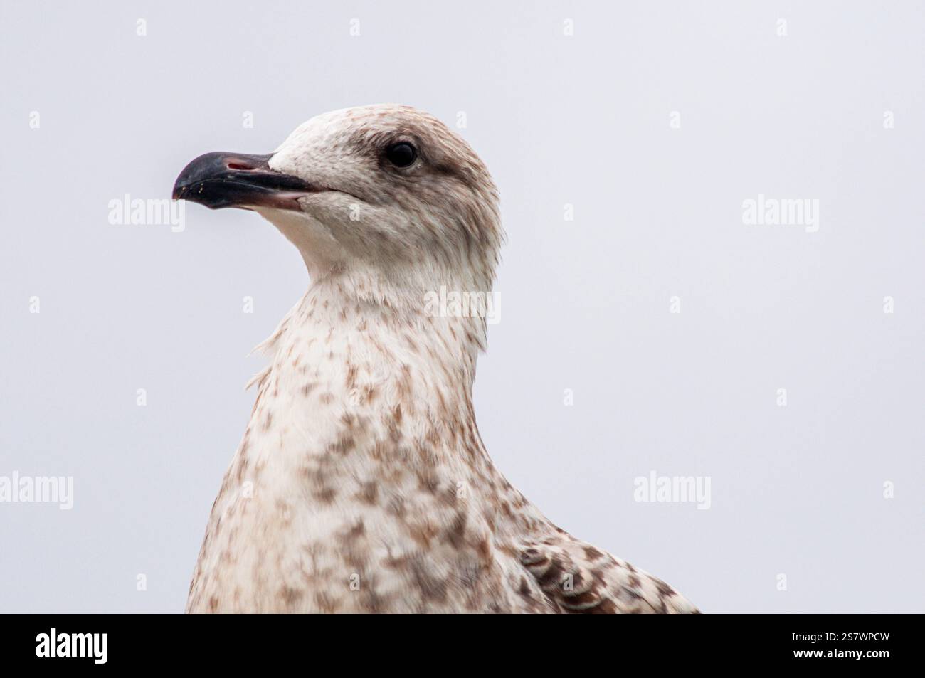 Close-up of a seagull's head and upper body. The bird is facing to its ...