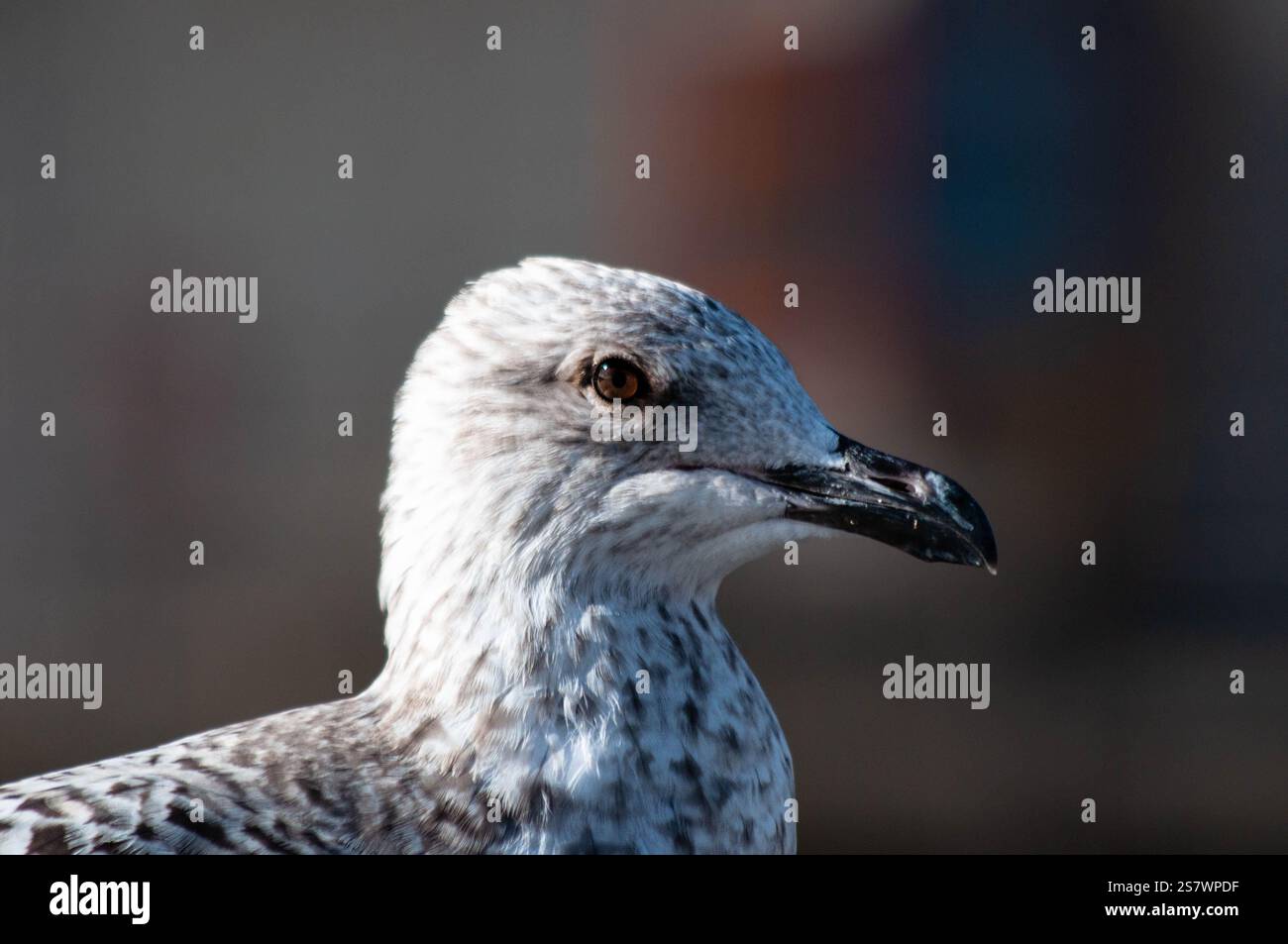 A close-up profile view of a seagull. The bird's head and upper body ...