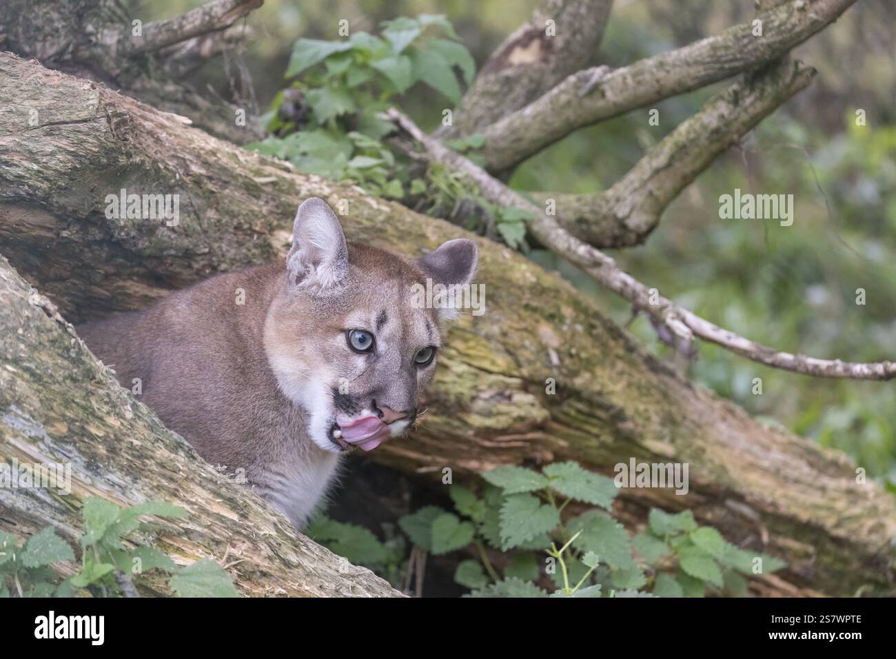 One young adult female cougar, Puma concolor, portrait between the ...