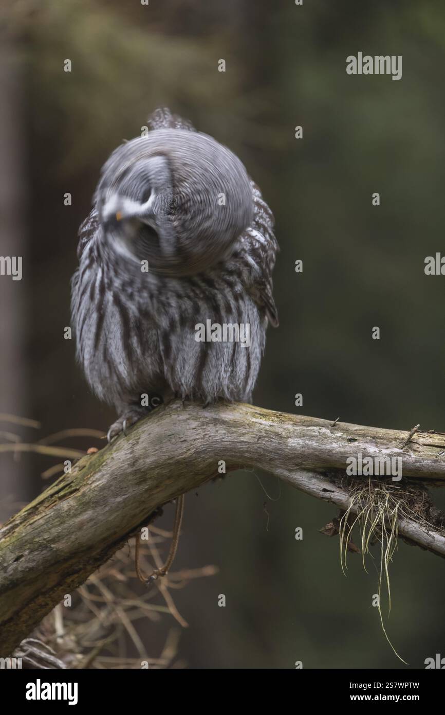 One great grey owl (Strix nebulosa) sitting on the root of a fallen ...