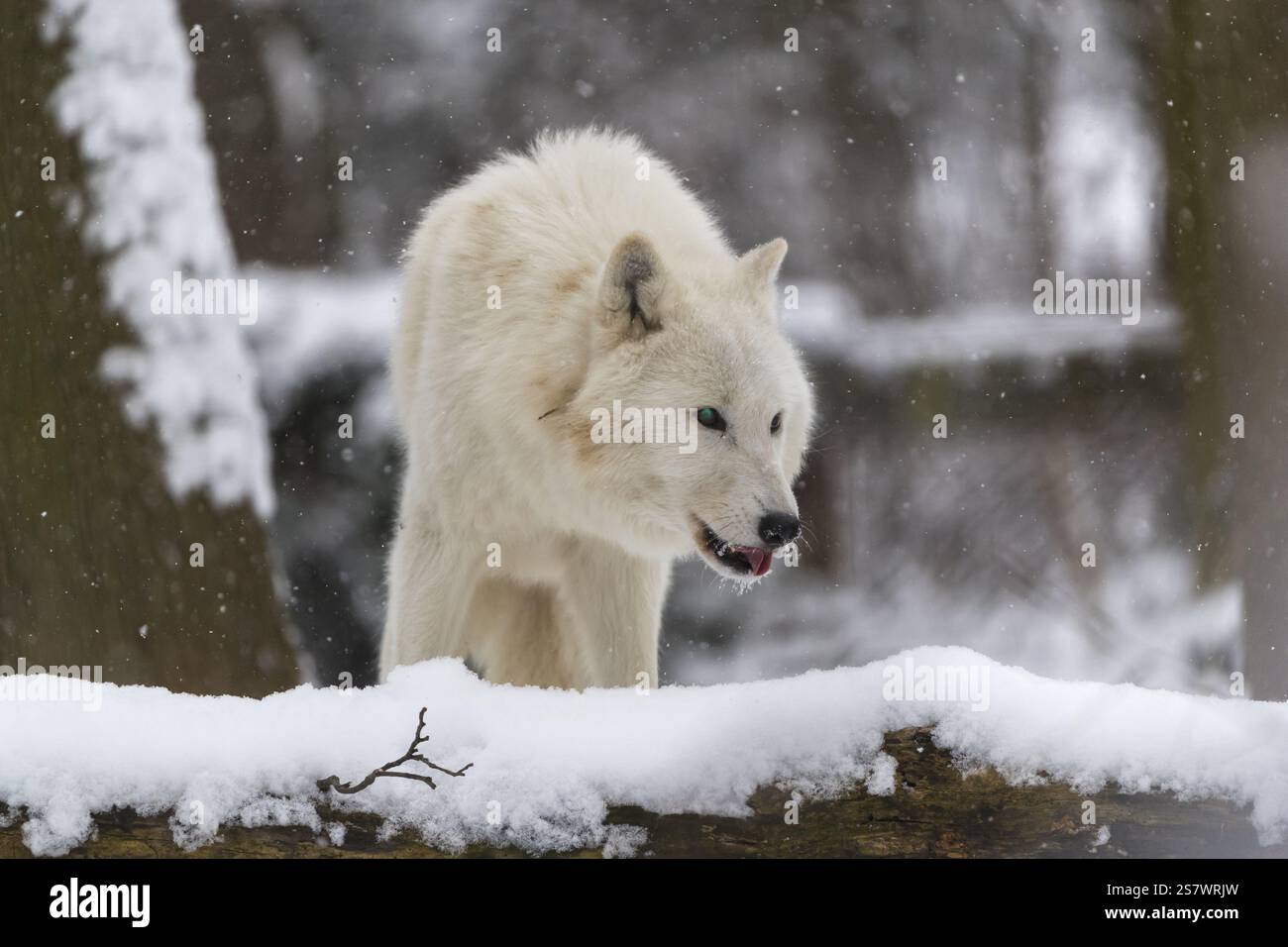 Melville Island wolf (Arctic wolf) standing in snow covered forest ...