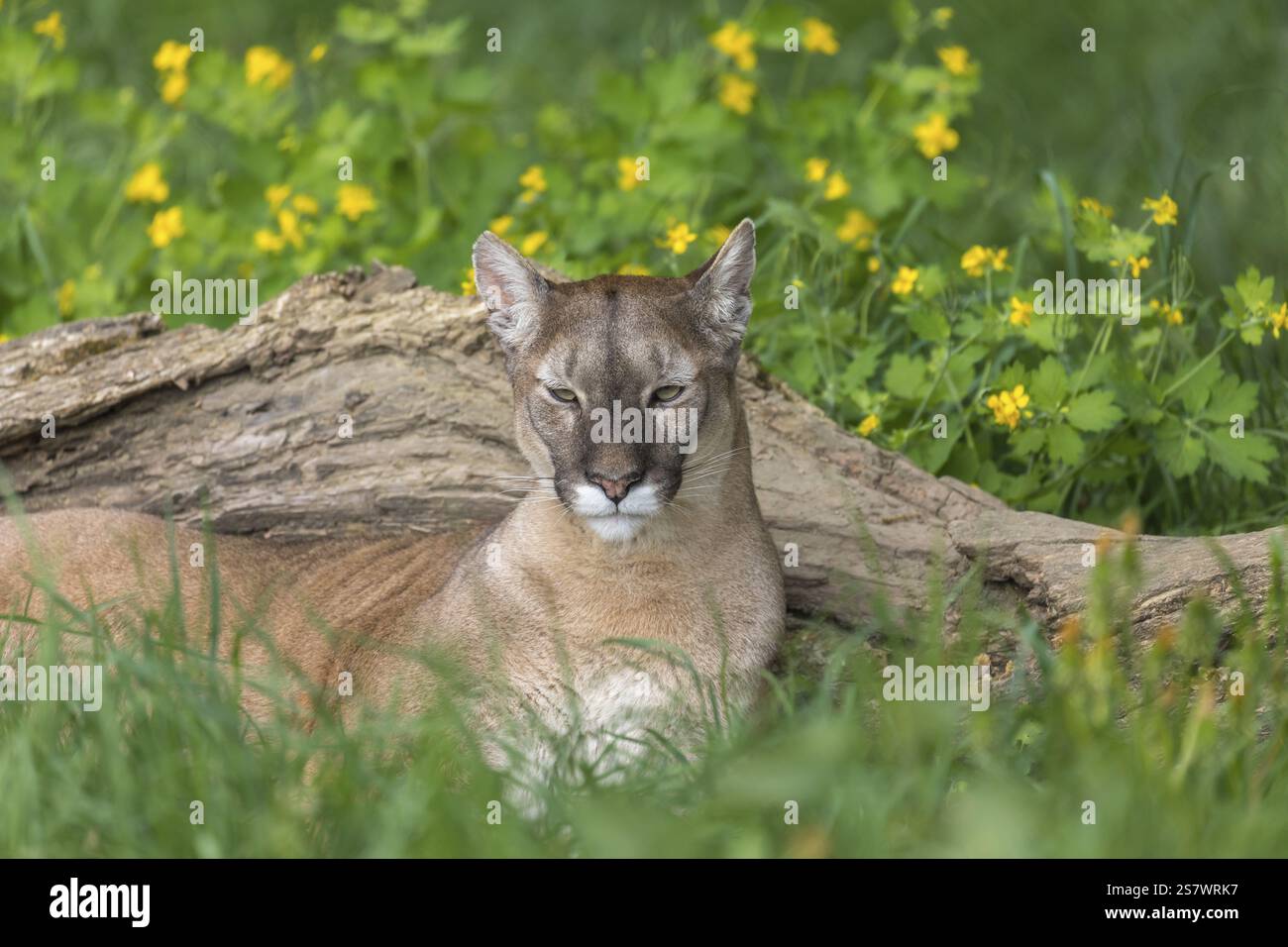 One male cougar, Puma concolor, resting in front of a log and yellow ...
