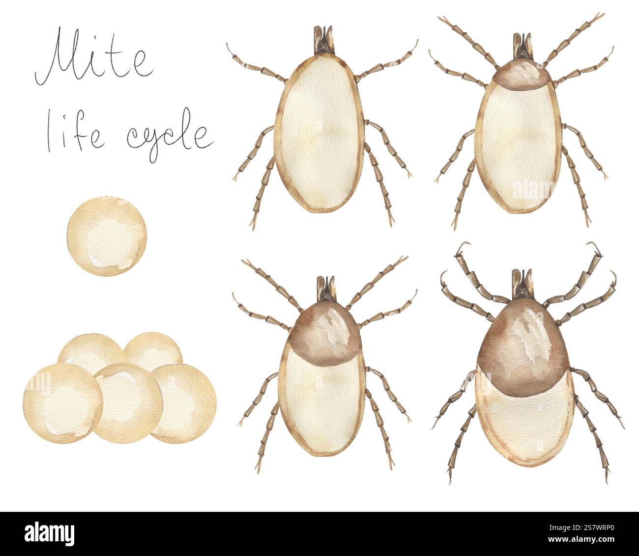 watercolor hand drawn mite life cycle illustration set, children ...