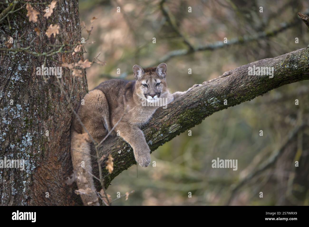 One young adult cougar, Puma concolor, resting on a big branch high up ...