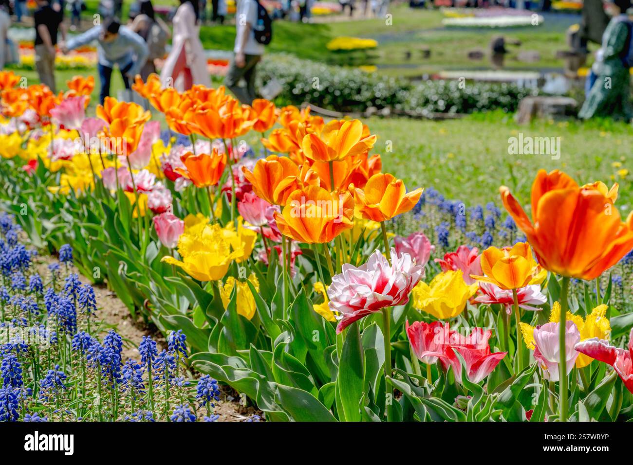 Colorful Tulips far and close ups in Showa Kinen Park at Tokyo, Japan ...