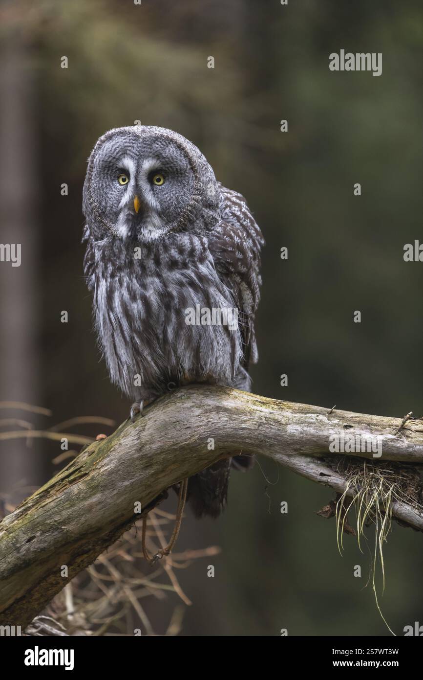 One great grey owl (Strix nebulosa) sitting on the root of a fallen ...