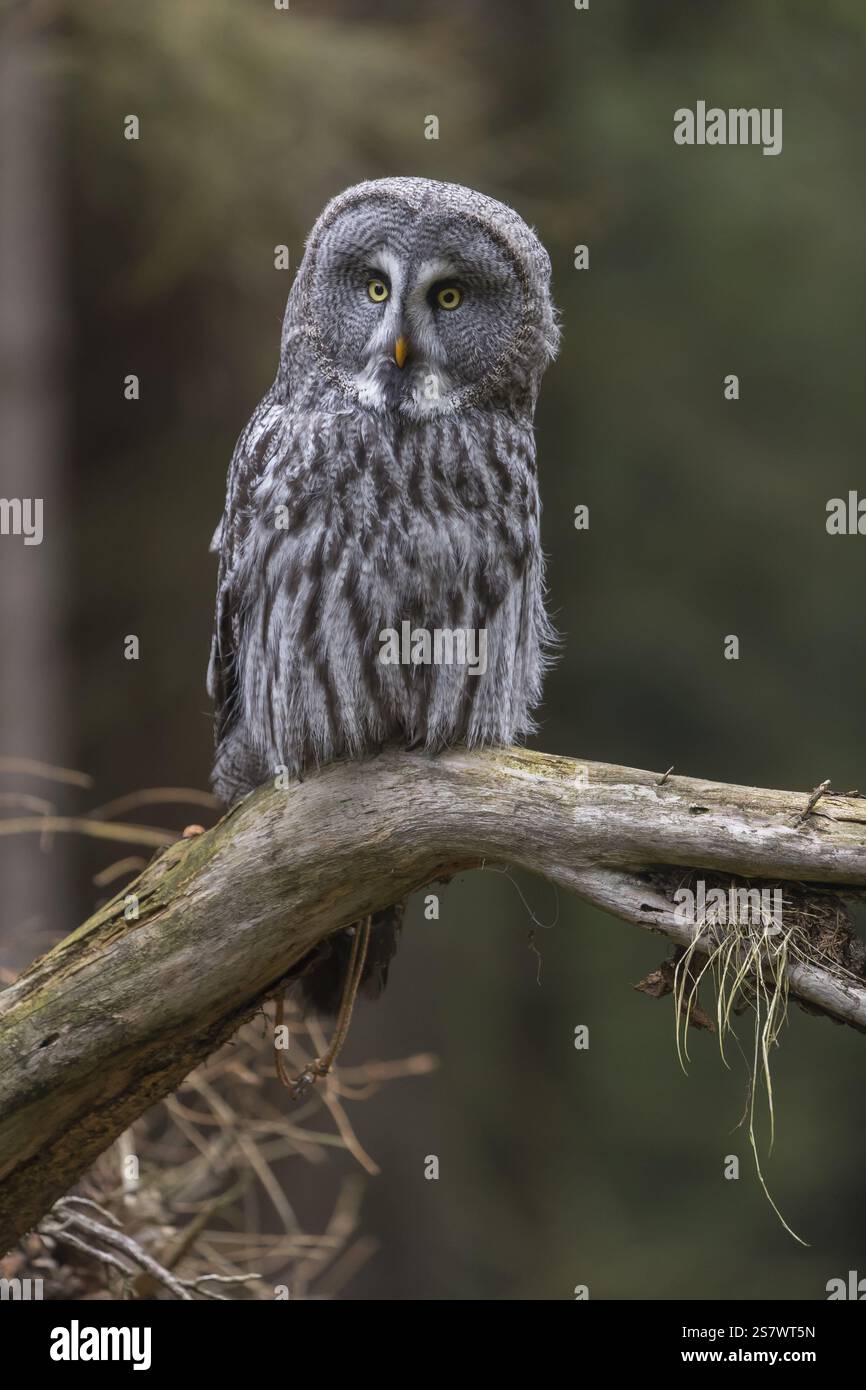 One great grey owl (Strix nebulosa) sitting on the root of a fallen ...