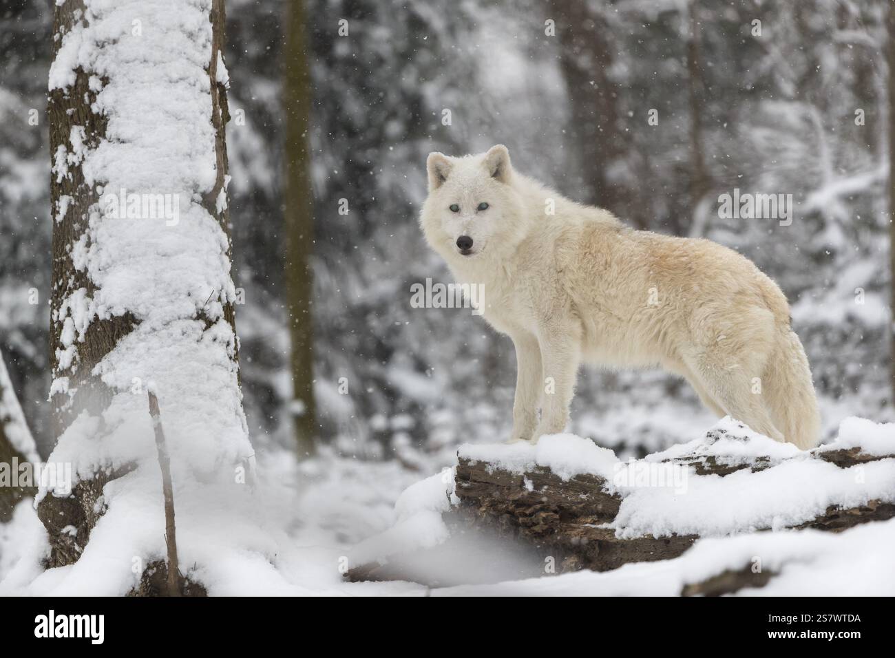 Melville Island wolf (Arctic wolf) standing in snow covered forest ...