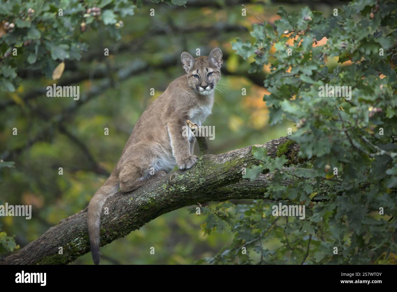 One young cougar, Puma concolor, sitting on a big branch high up in an ...