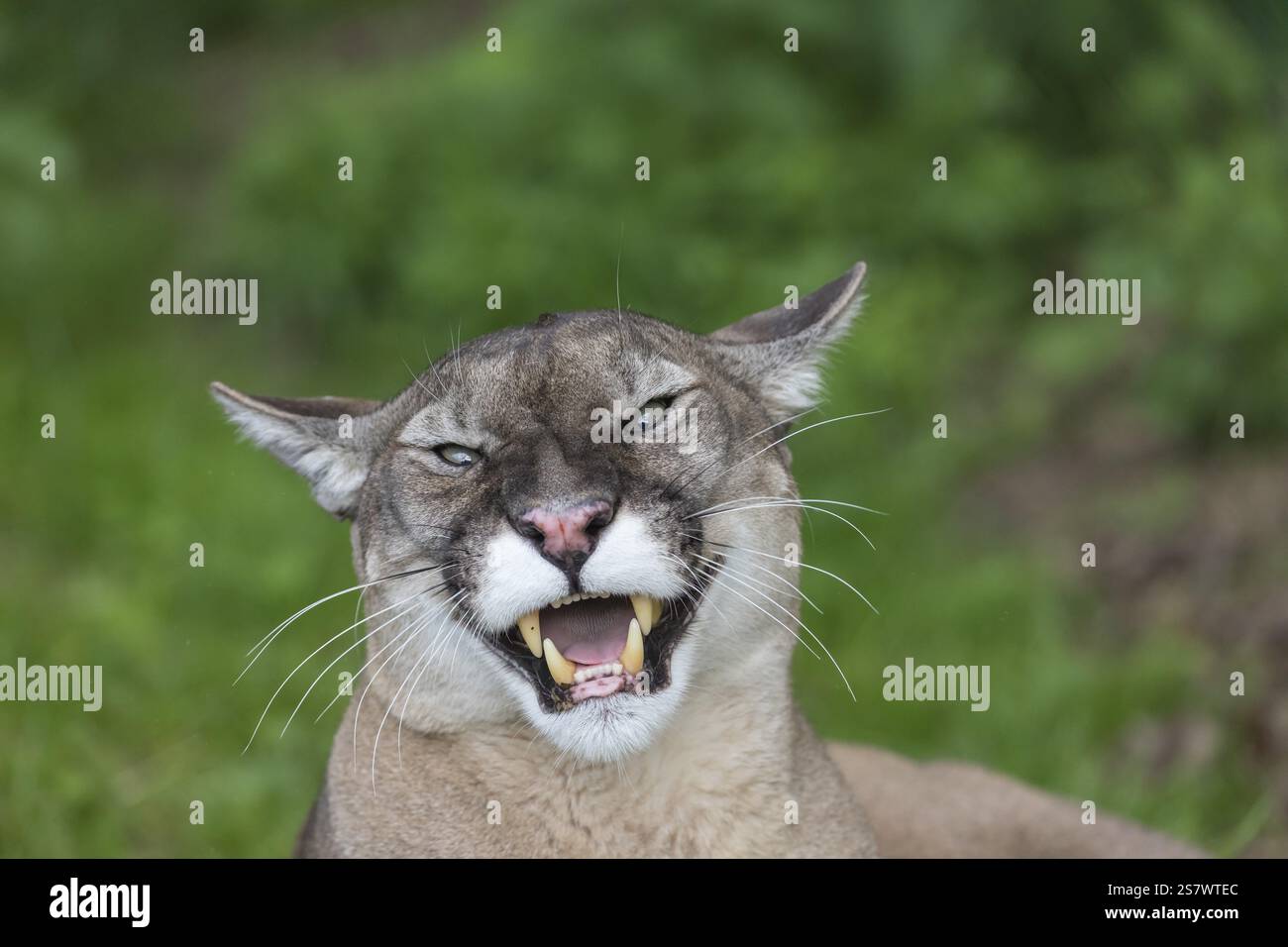 One male cougar, Puma concolor, frontal portrait with green vegetation ...
