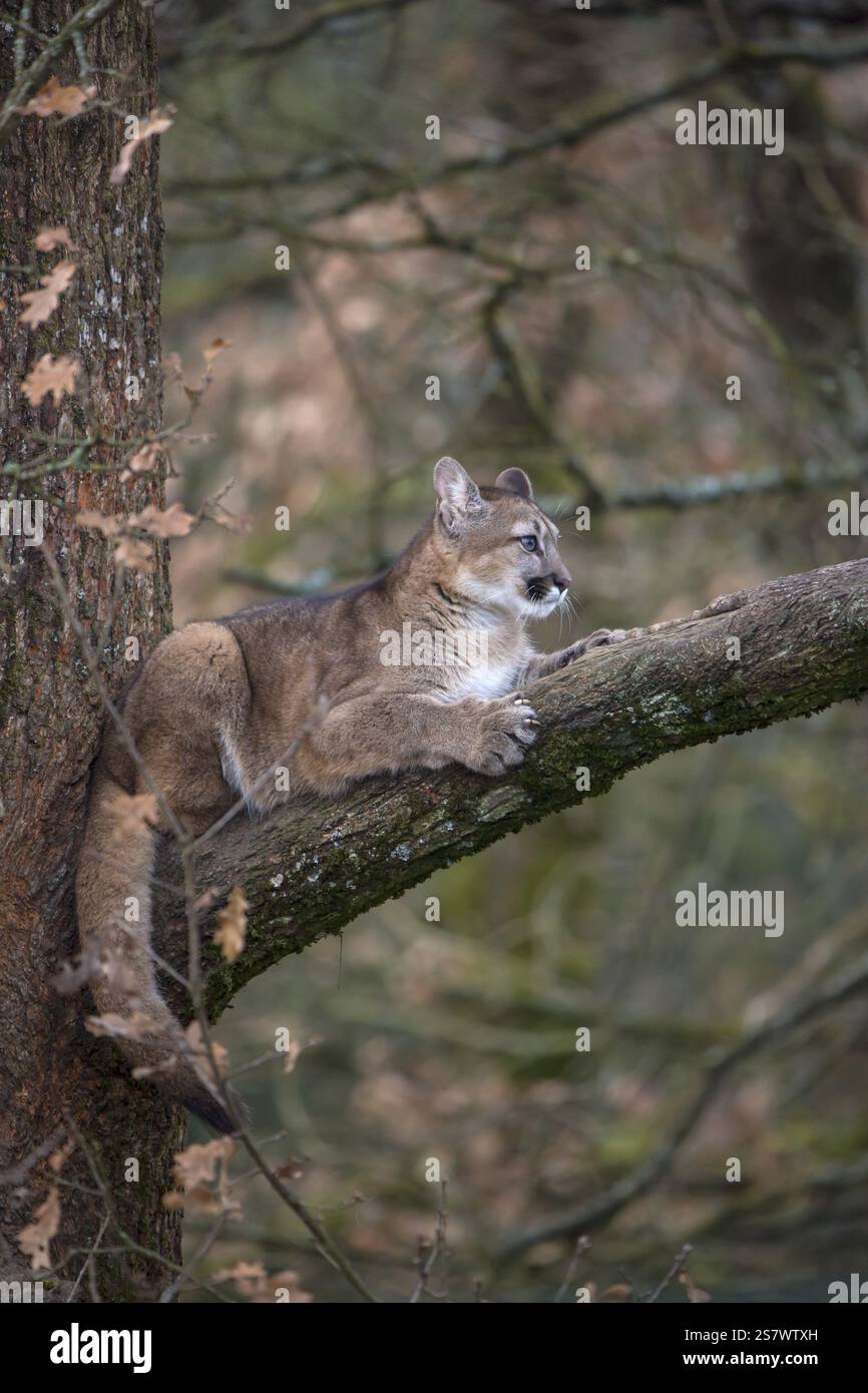 One young adult cougar, Puma concolor, resting on a big branch high up ...