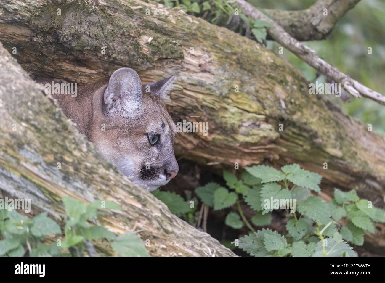 One young adult female cougar, Puma concolor, portrait between the ...