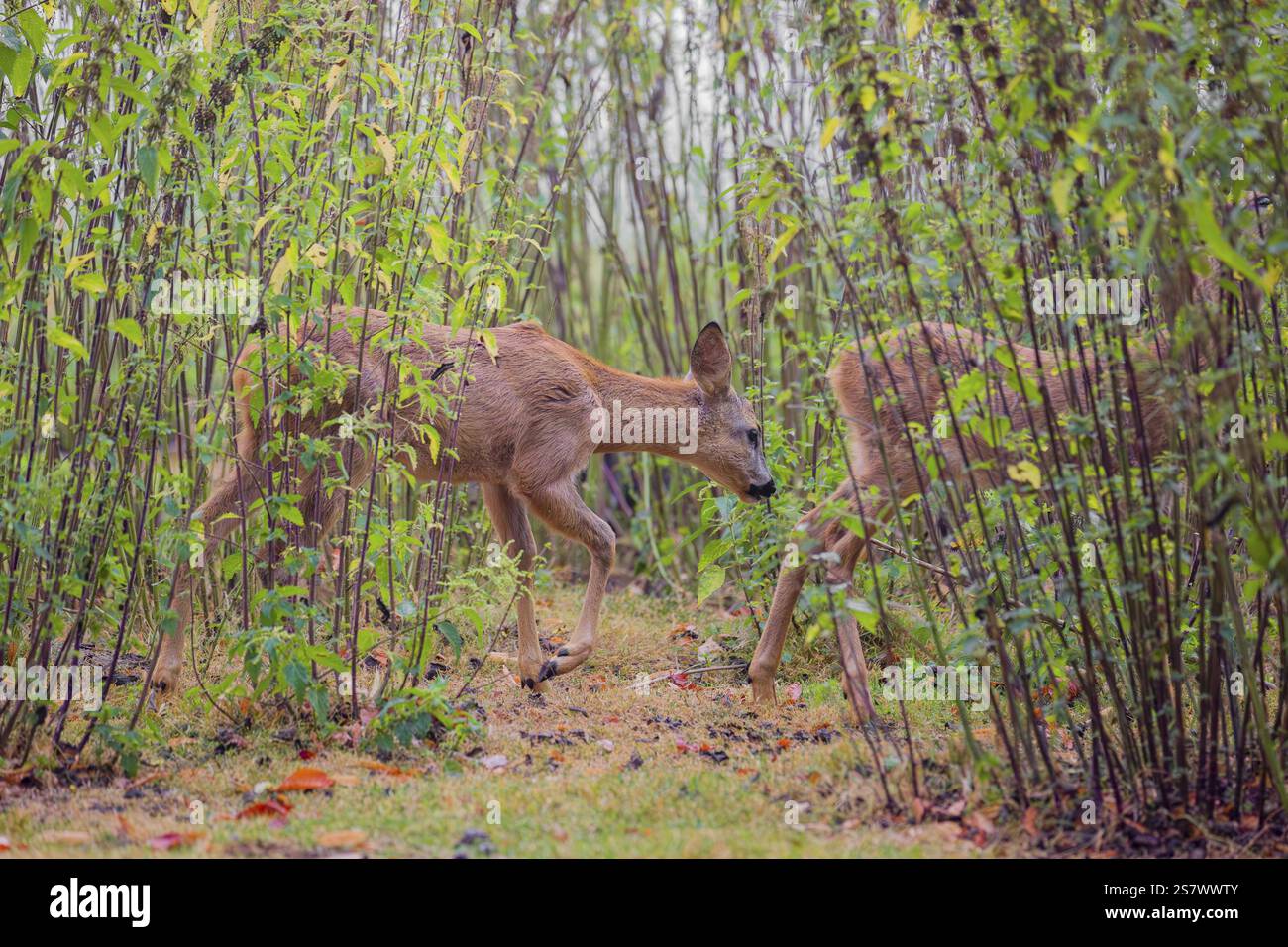 Two roe deer fawns (Capreolus capreolus) run through a nettle thicket Stock Photo - Alamy