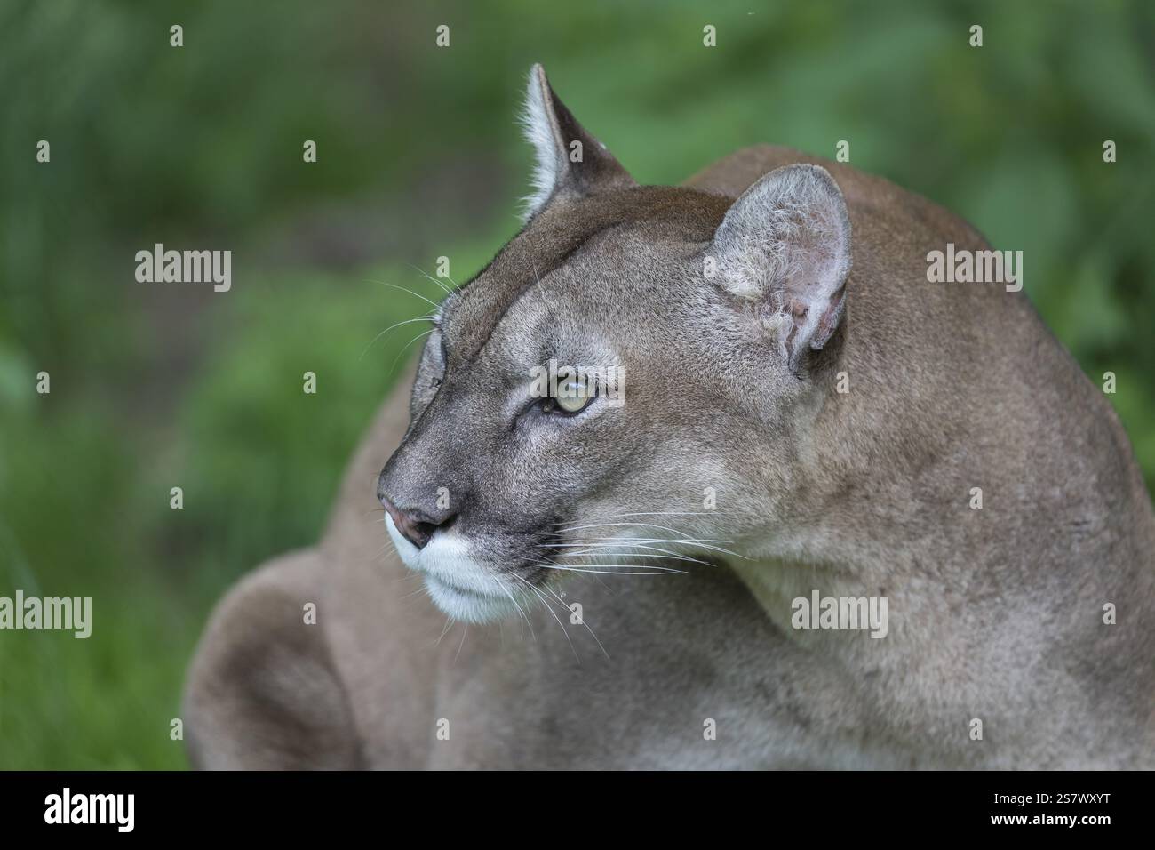 One male cougar, Puma concolor, sideview portrait with green vegetation ...