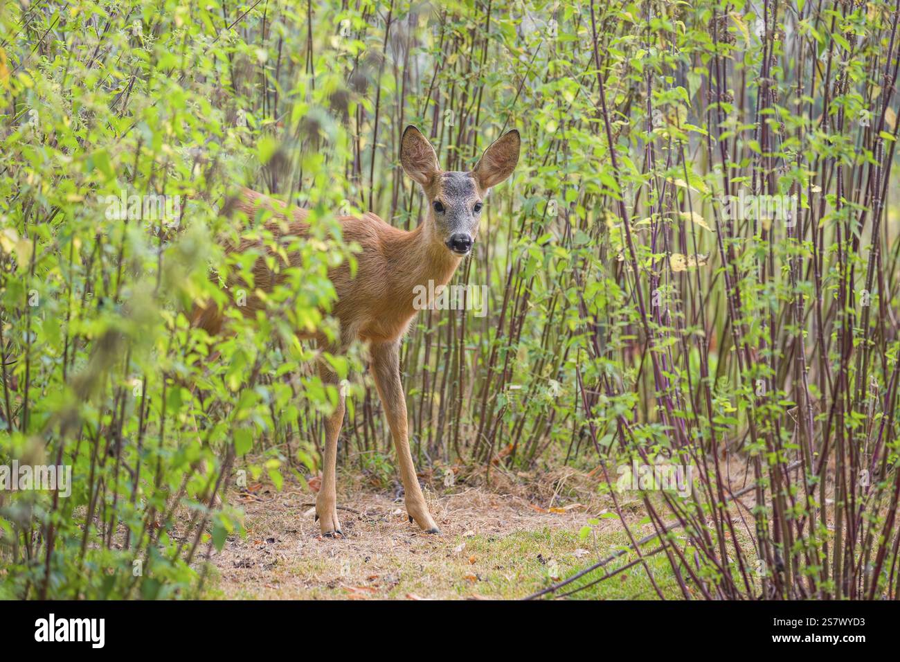 A roe deer fawn (Capreolus capreolus) stands in a nettle thicket Stock Photo - Alamy