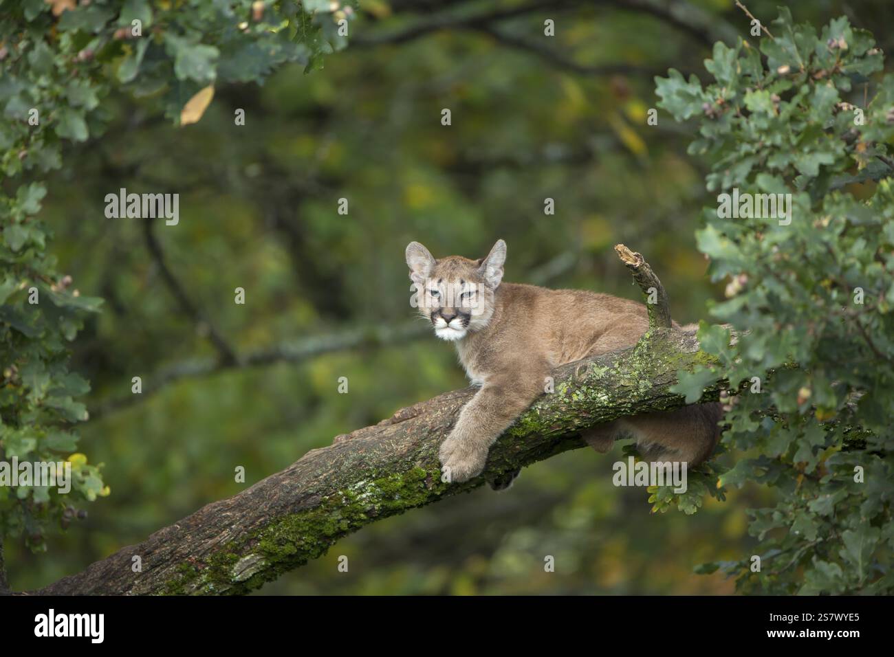 One young cougar, Puma concolor, resting on a big branch high up in an ...