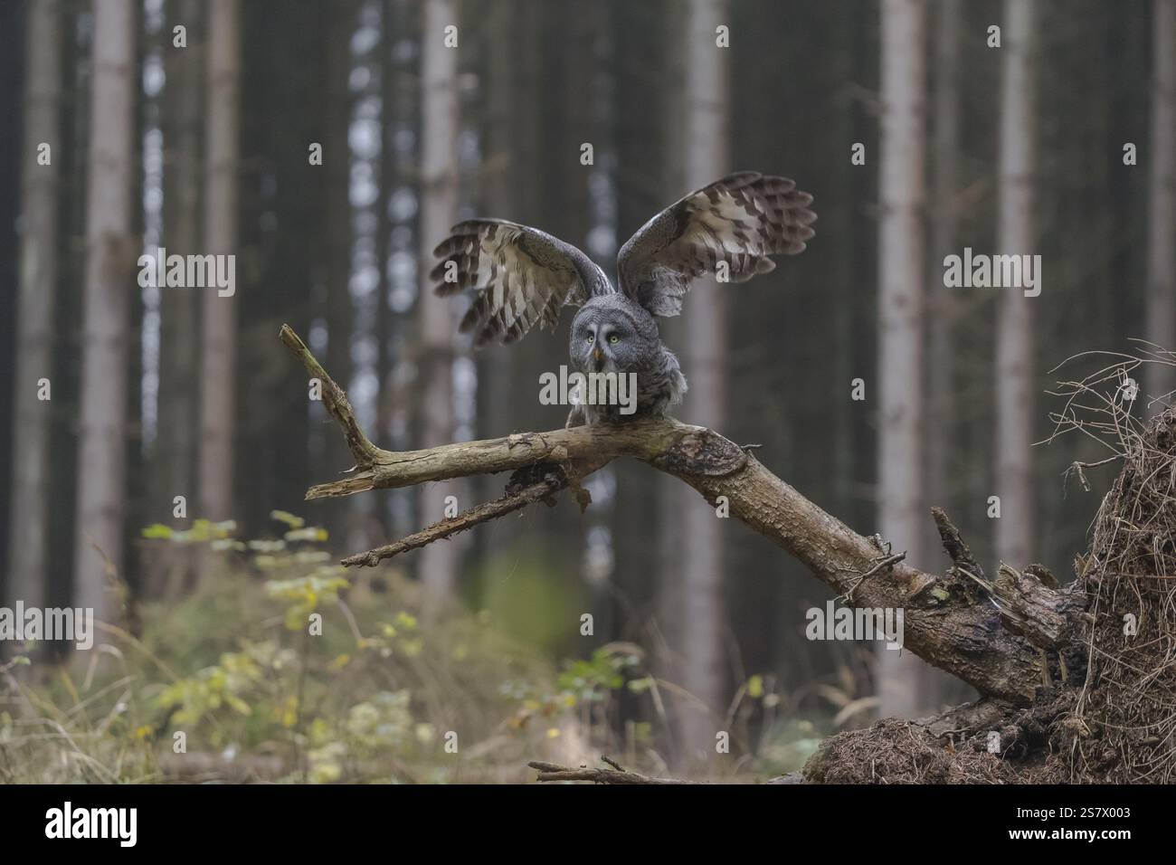 One great grey owl (Strix nebulosa) sitting on the root of a fallen ...