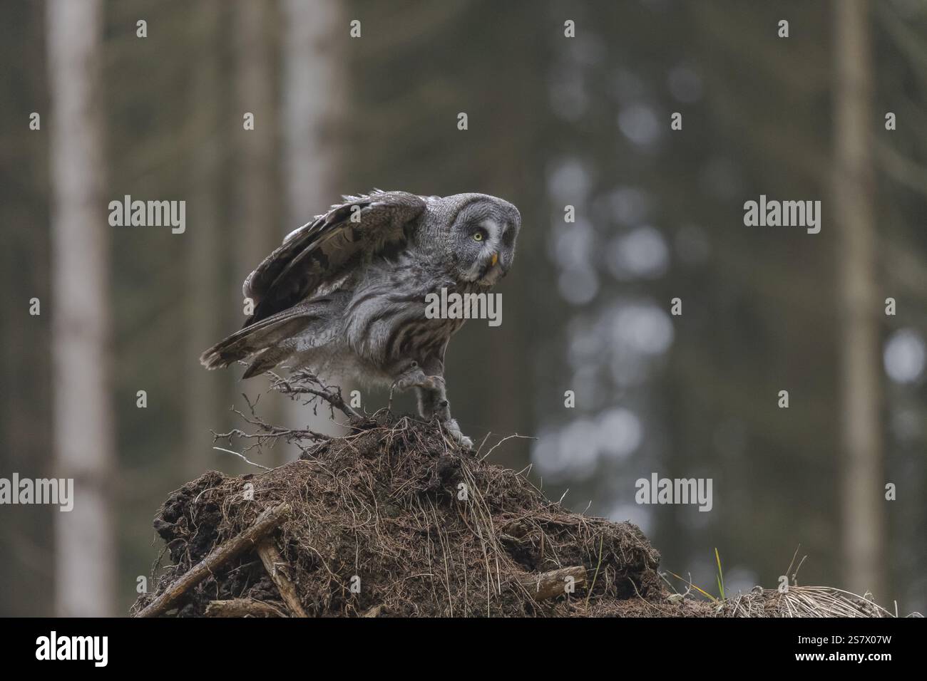 One great grey owl (Strix nebulosa) sitting on the root of a fallen ...