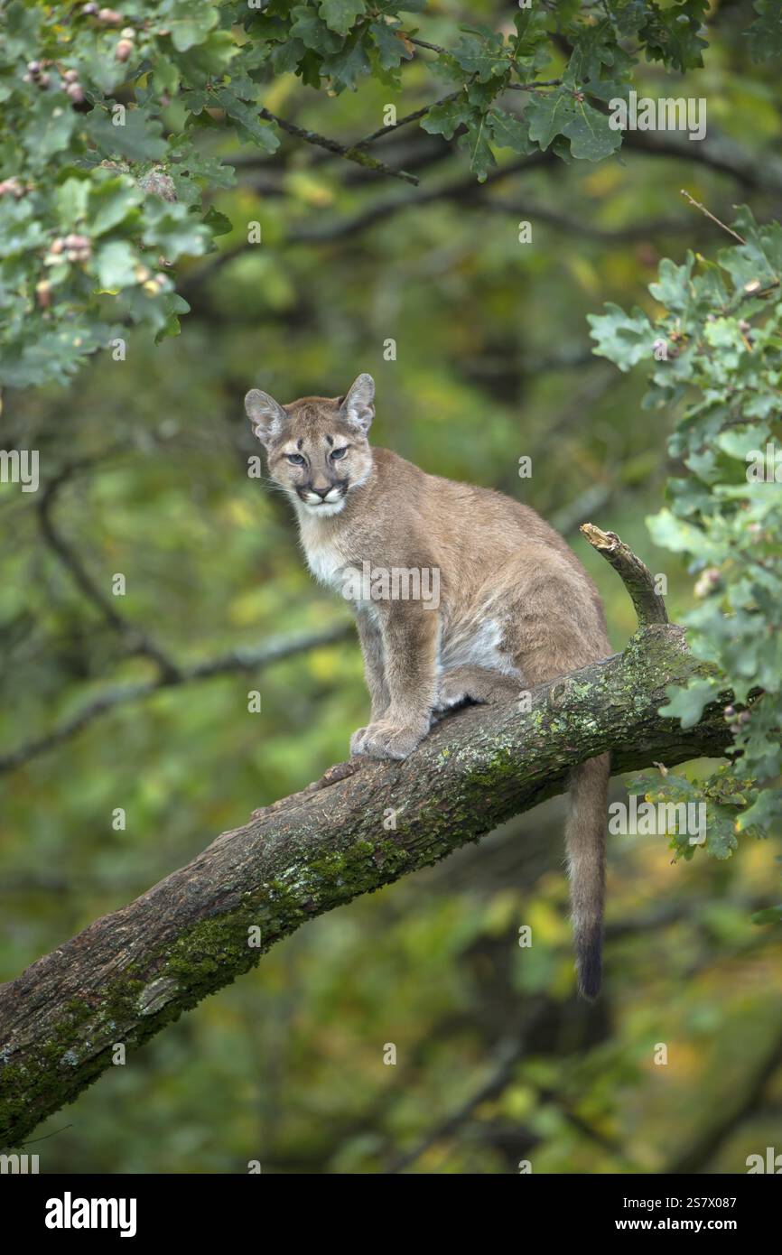 One young cougar, Puma concolor, sitting on a big branch high up in an ...