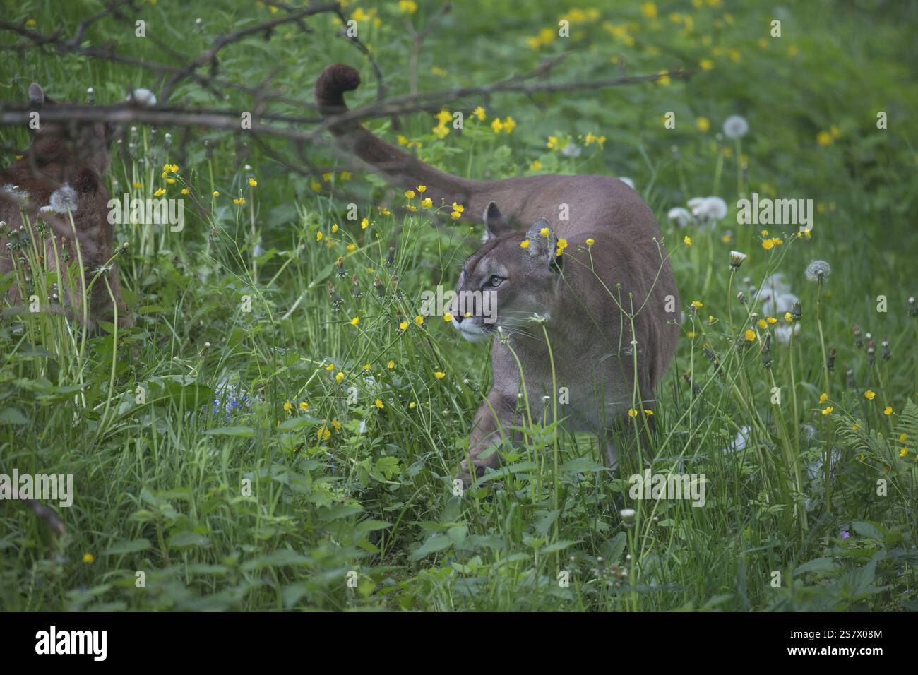 One male cougar, Puma concolor, resting in front of a log and yellow ...
