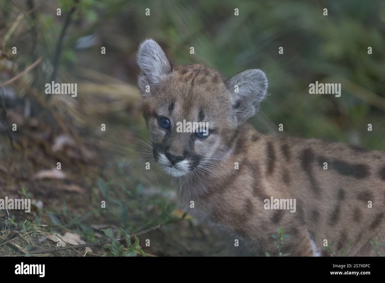 One cougar kitten, Puma concolor, sitting on green grass Stock Photo ...