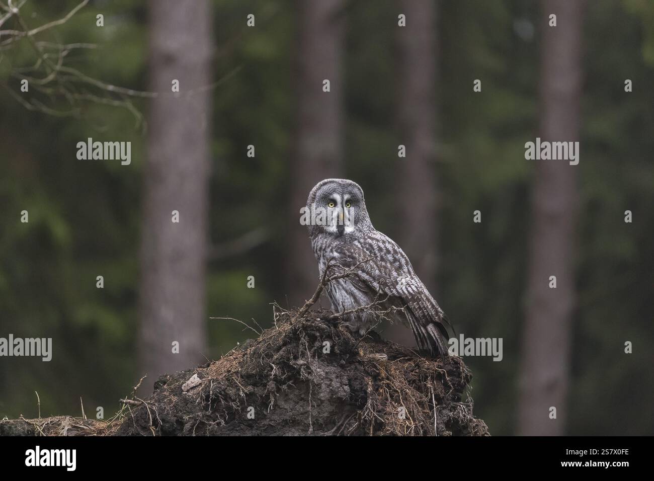 One great grey owl (Strix nebulosa) sitting on the root of a fallen ...