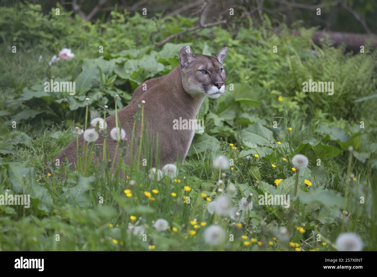 One male cougar, Puma concolor, resting in front of a log and yellow ...