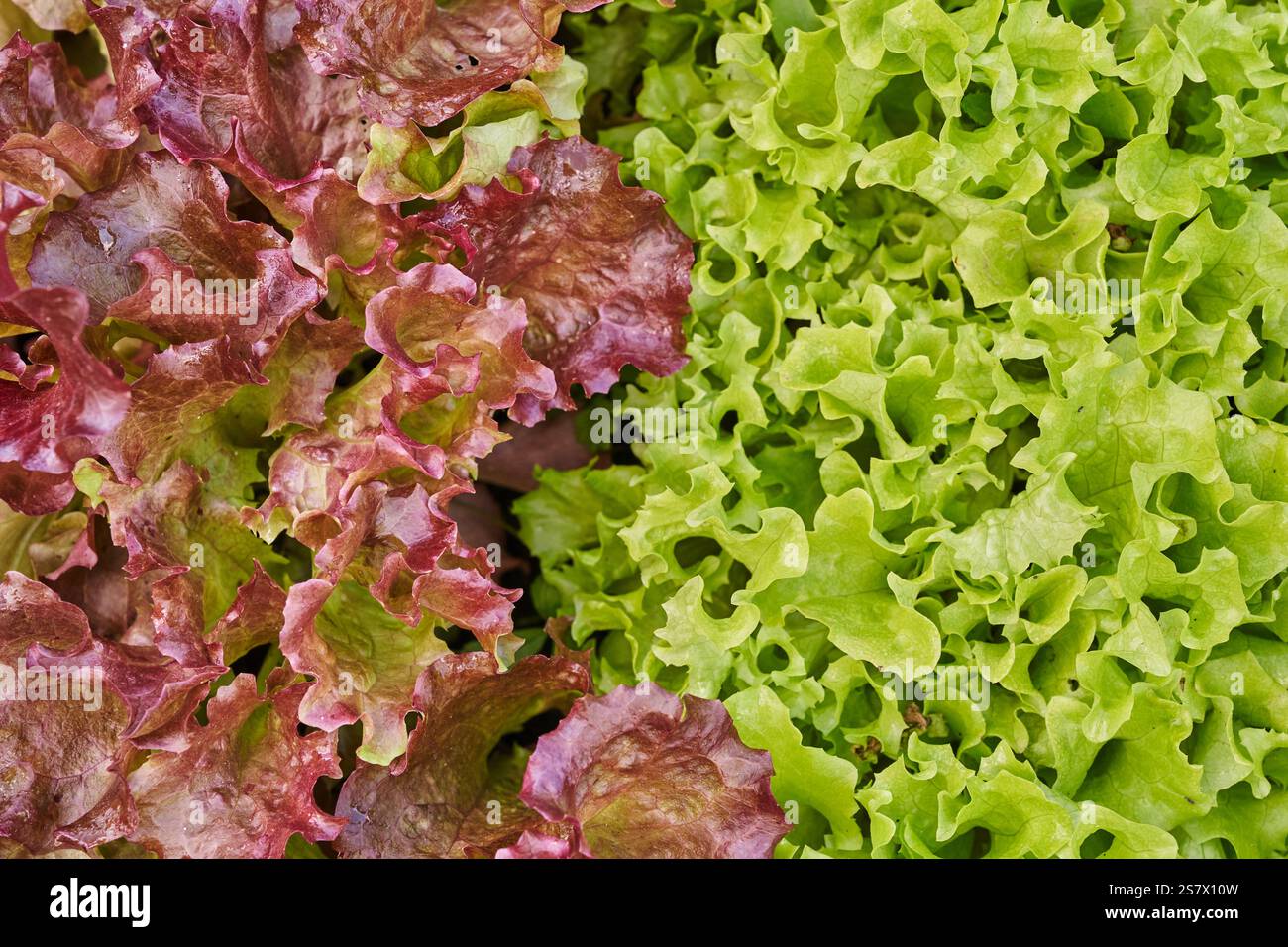 View from above. Growing green leaf lettuce in the garden. Background ...