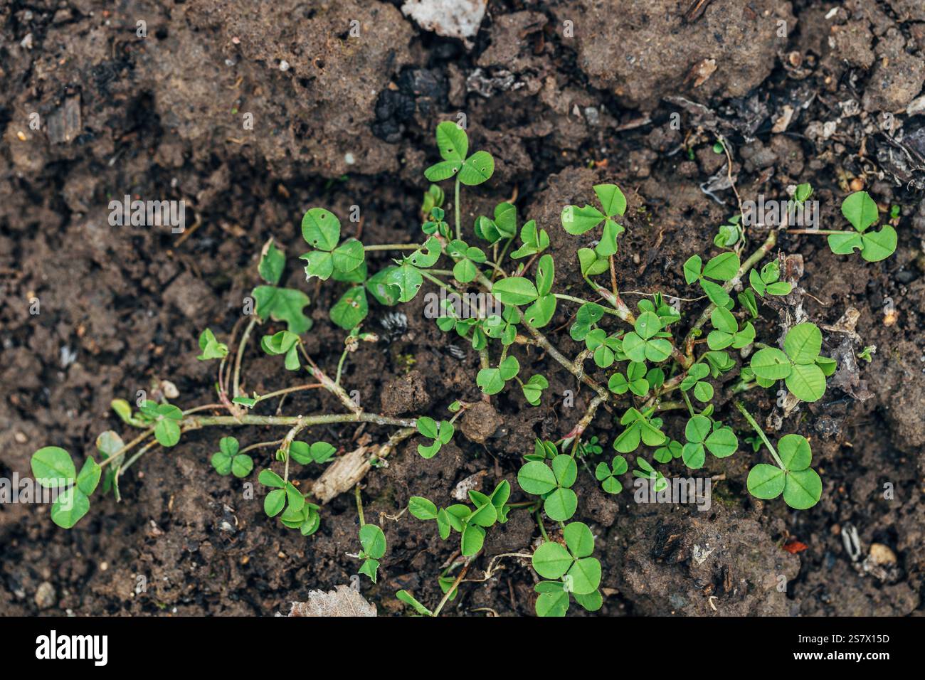 close up of The four leaf clover (Trifolium repens) is a rare variety ...