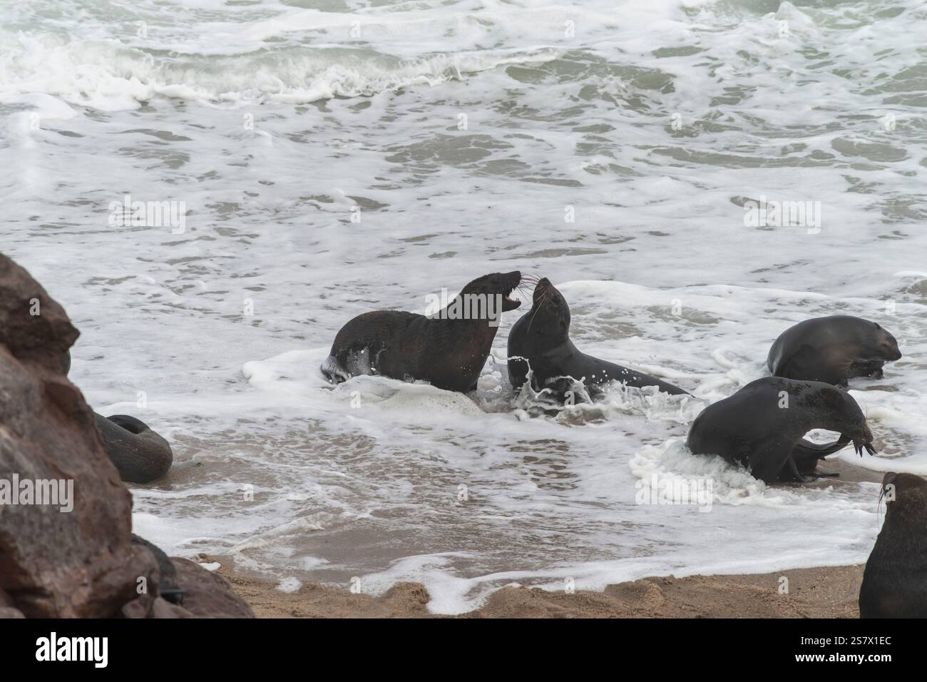fighting male sea seals in surf waters of Atlantic Ocean at Cape Cross ...