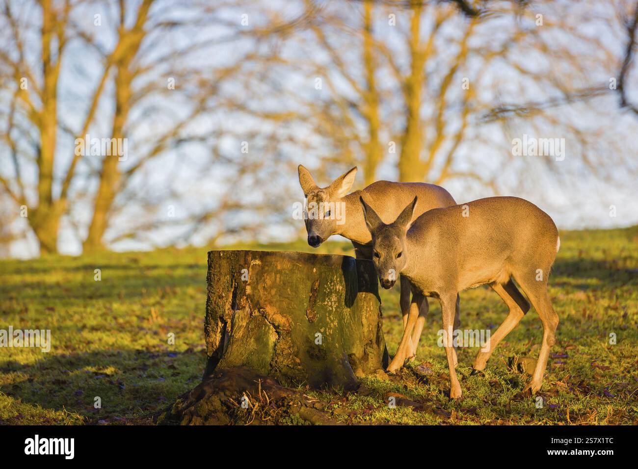 A female and male roe deer (Capreolus capreolus) nibble moss from a ...