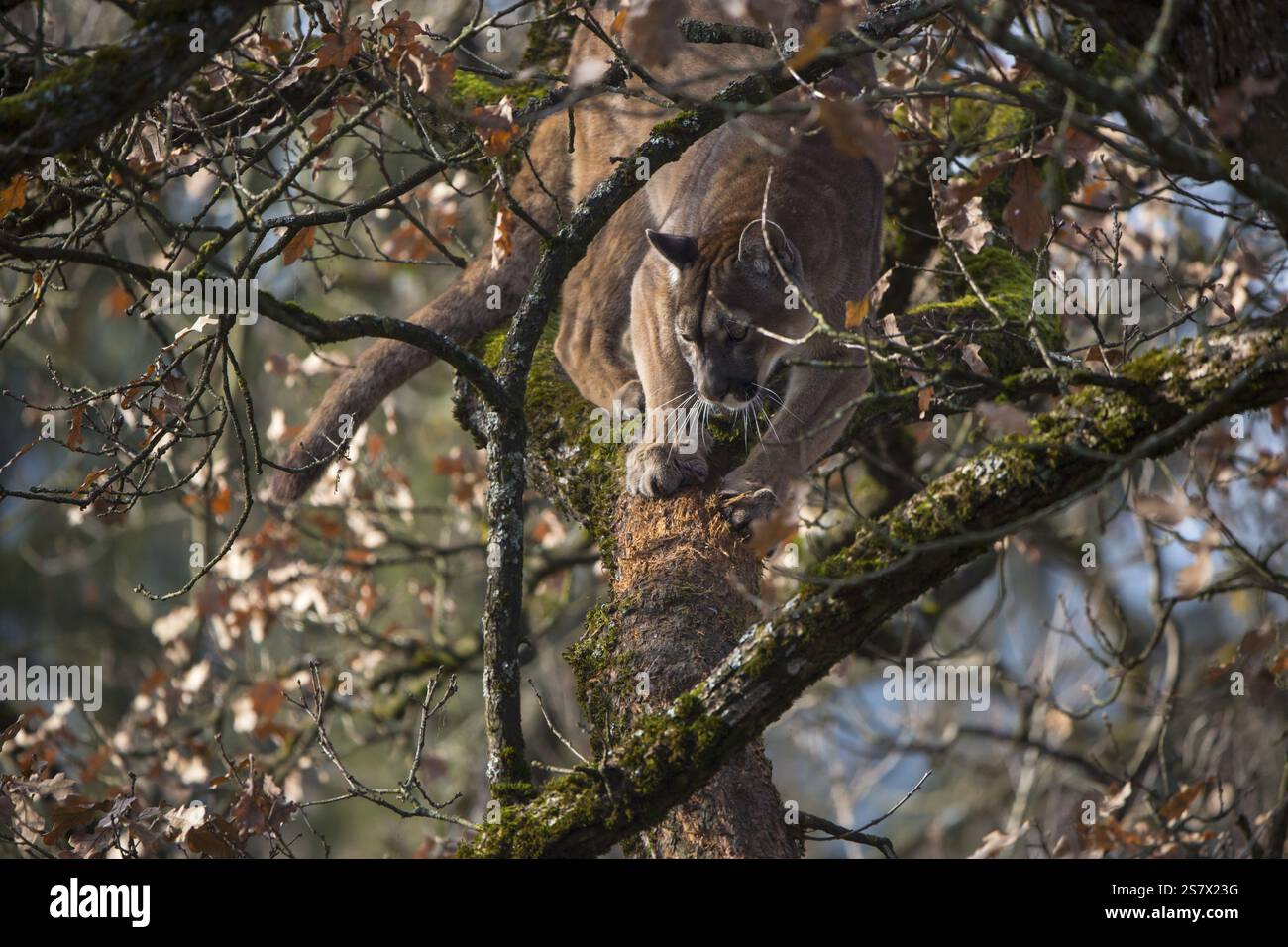 One adult cougar, Puma concolor, resting on a big branch high up in an ...