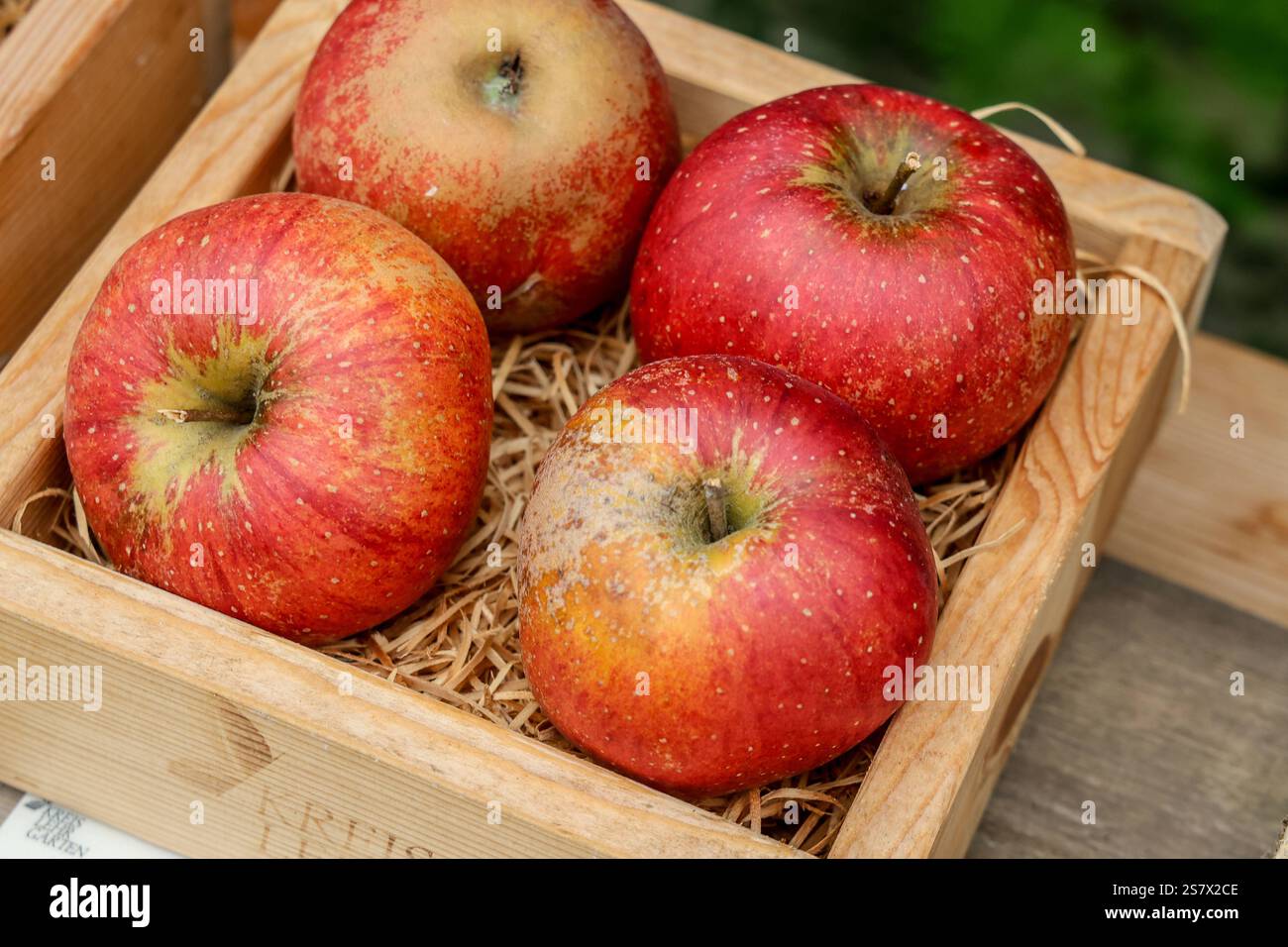 Kreislehrgarten Steinfurt. Obstausstellung mit Sortenbestimmung. Apfel ...
