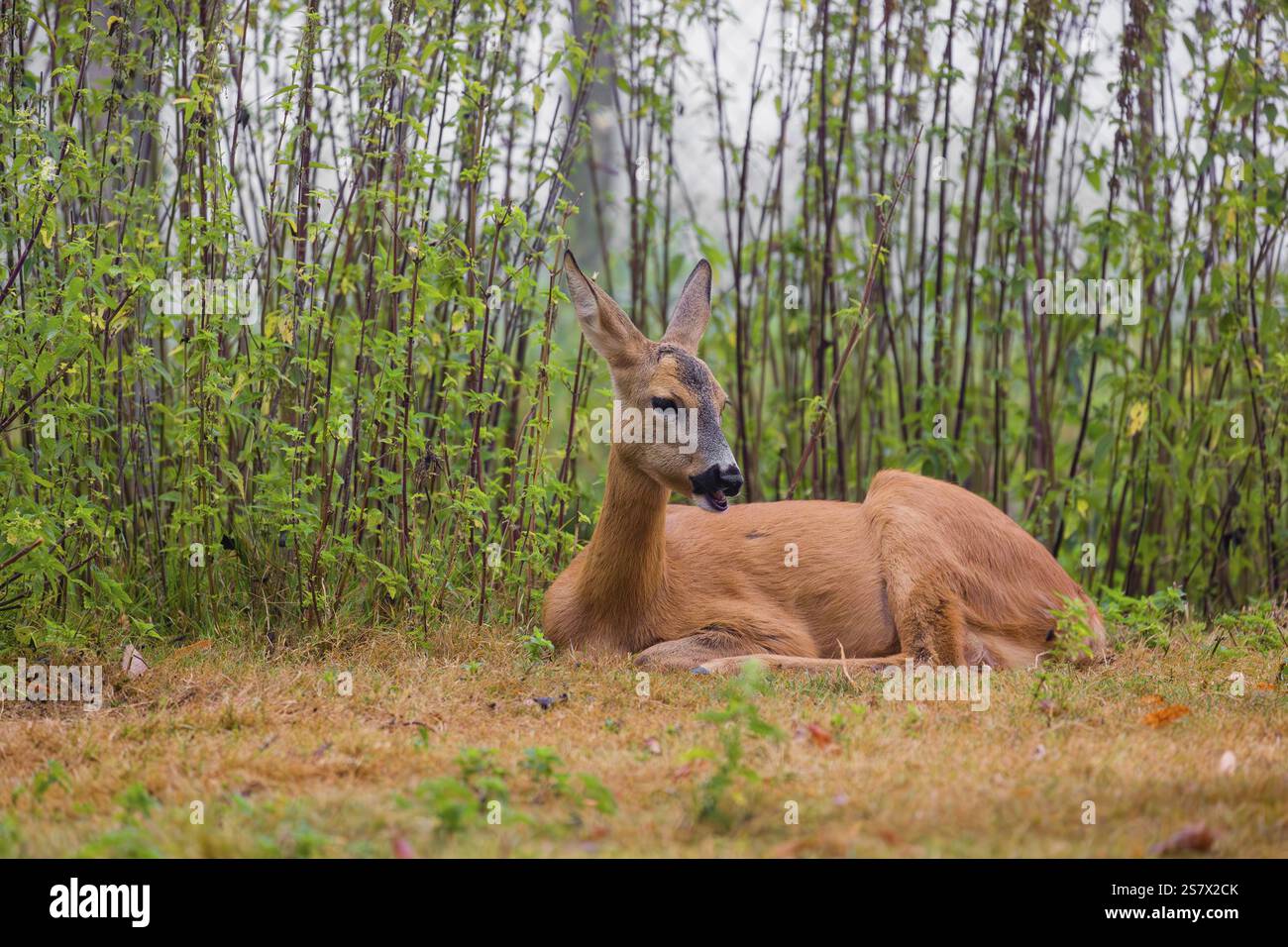 A female roe deer (Capreolus capreolus) rests in nettle thicket Stock Photo - Alamy
