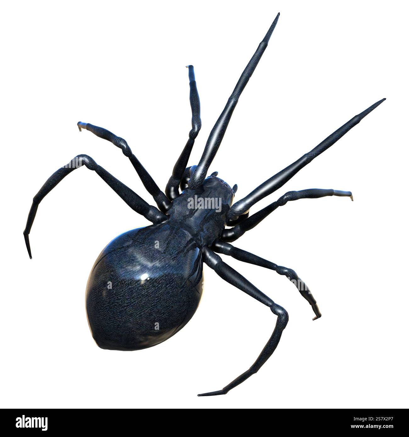 3D rendering of a black widow spider or Latrodectus or true widow ...