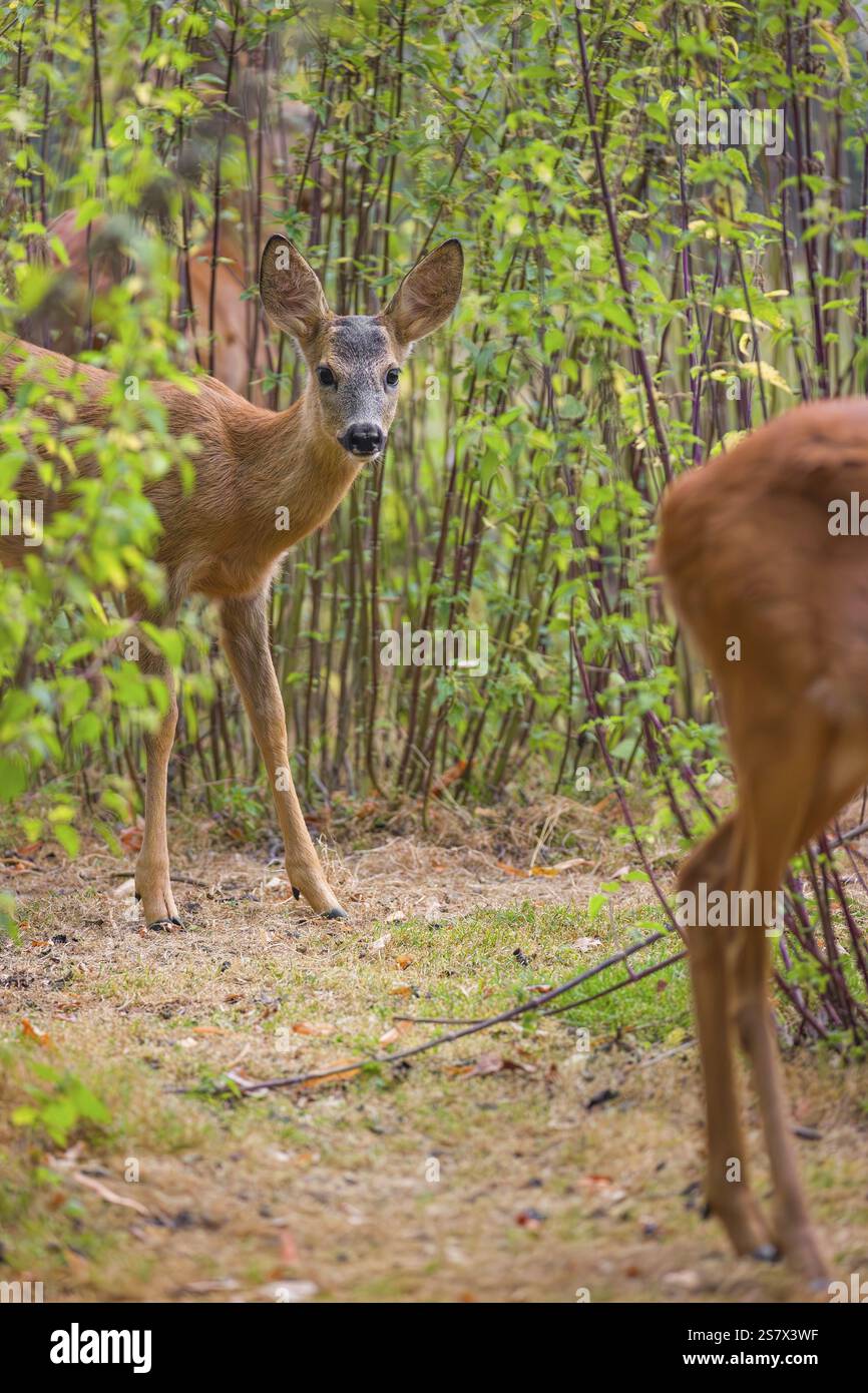 A roe deer fawn (Capreolus capreolus) stands behind its mother in a ...