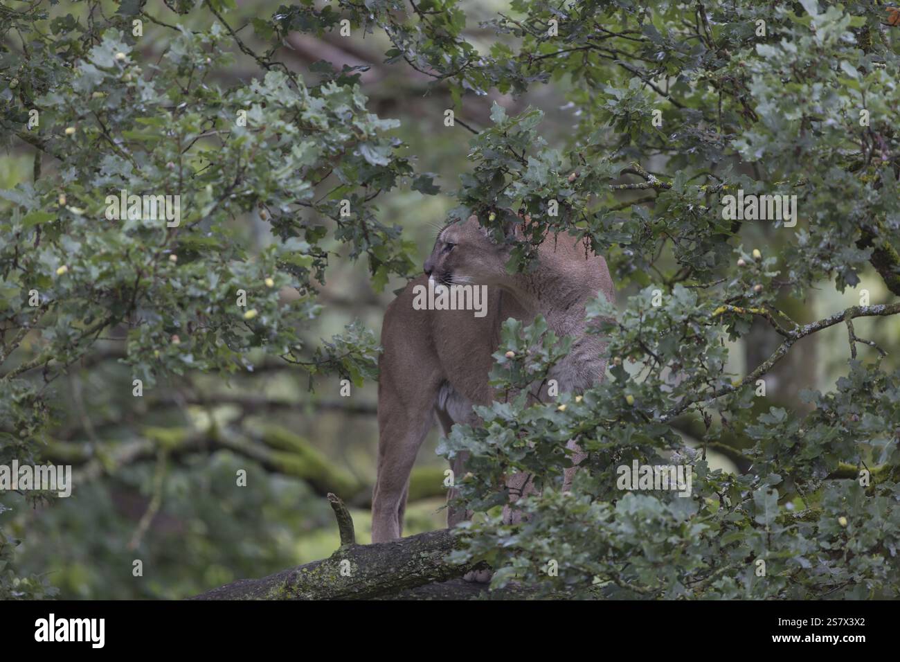 One adult cougar, Puma concolor, resting on a big branch high up in an ...