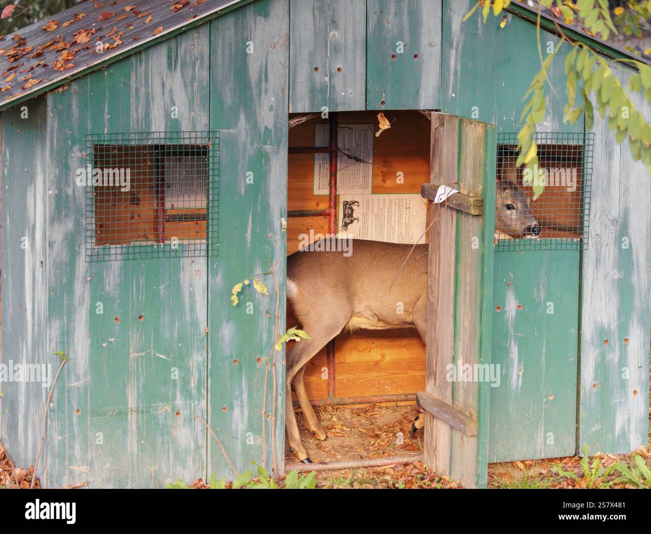 A hand-reared female roe deer (Capreolus capreolus) stands in a cosy ...