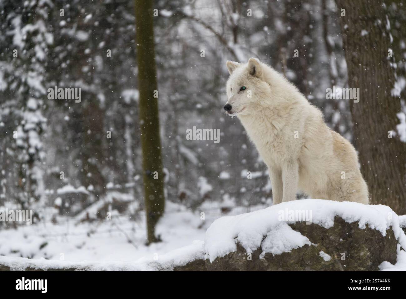 Melville Island wolf (Arctic wolf) standing in snow covered forest ...