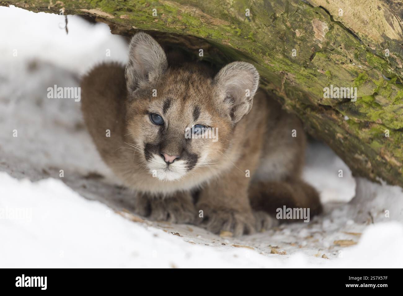 One cougar kitten, Puma concolor, hiding underneath a log, ground ...