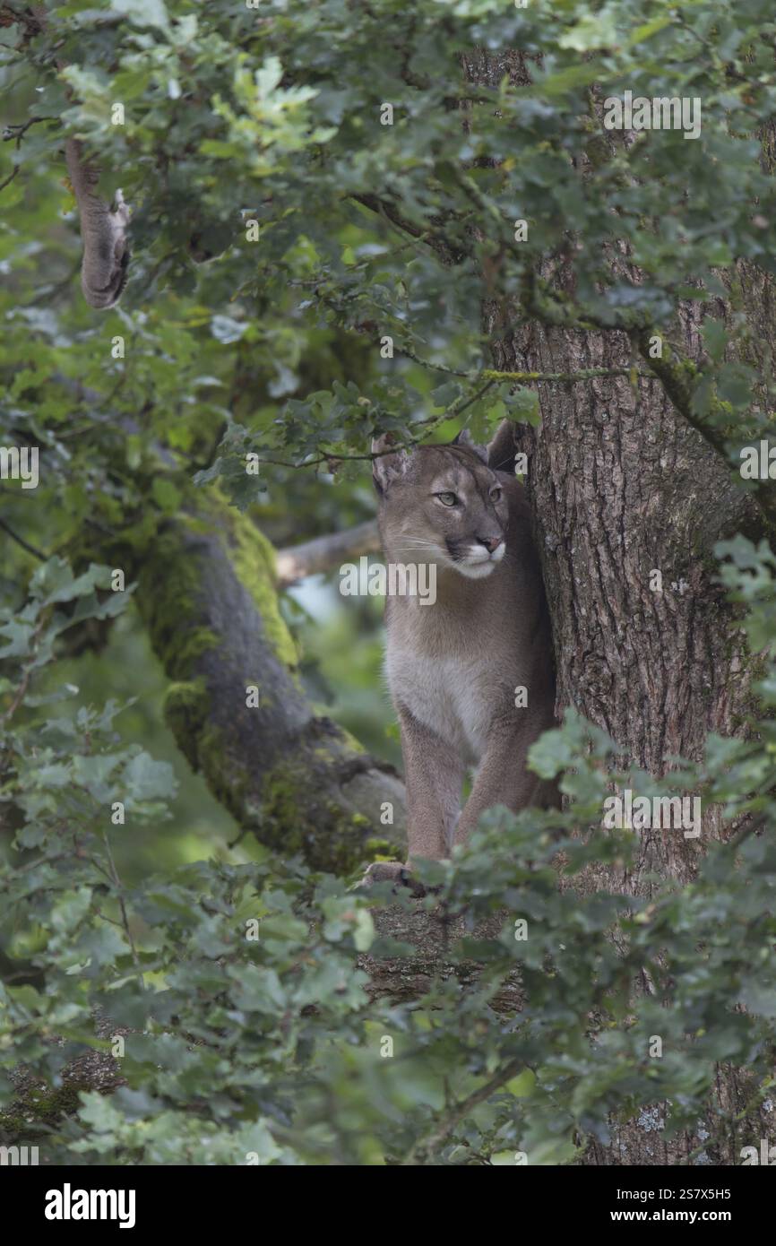 One adult cougar, Puma concolor, resting on a big branch high up in an ...