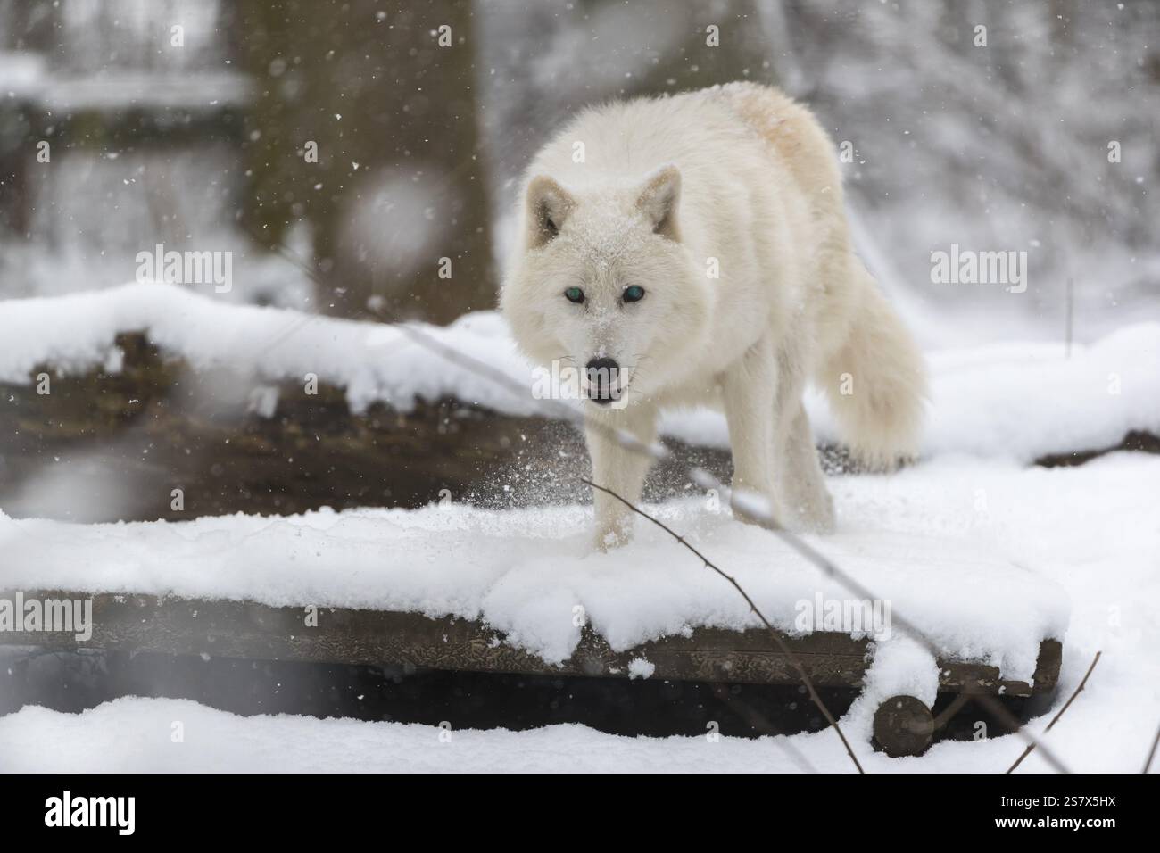 Melville Island wolf (Arctic wolf) running thru snow covered forest ...