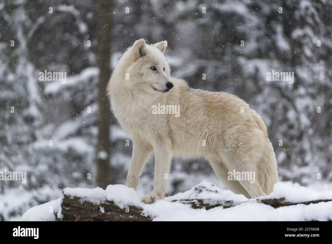Melville Island wolf (Arctic wolf) standing in snow covered forest ...