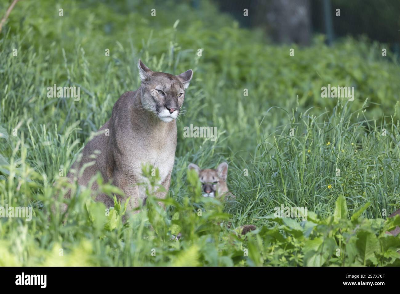 One female cougar, Puma concolor, sitting in a green meadow with a ...