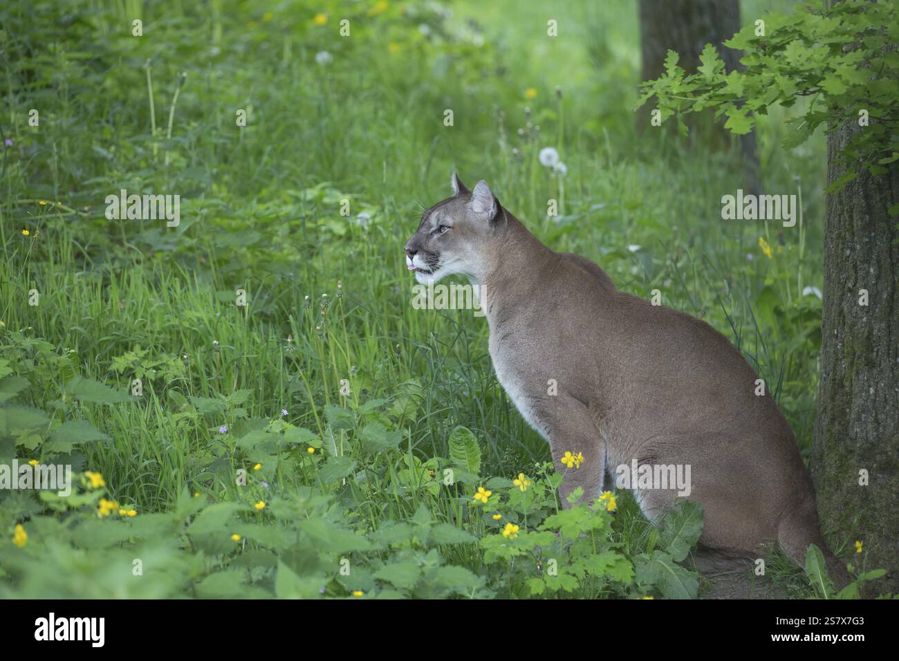 One male cougar, Puma concolor, resting in front of a log and yellow ...
