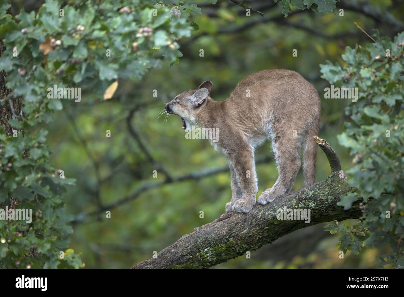 One young cougar, Puma concolor, standing on a big branch high up in an ...
