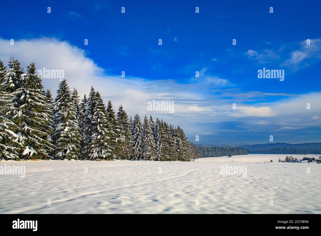 Winter forest under new snow in Thuringia, Germany Stock Photo - Alamy