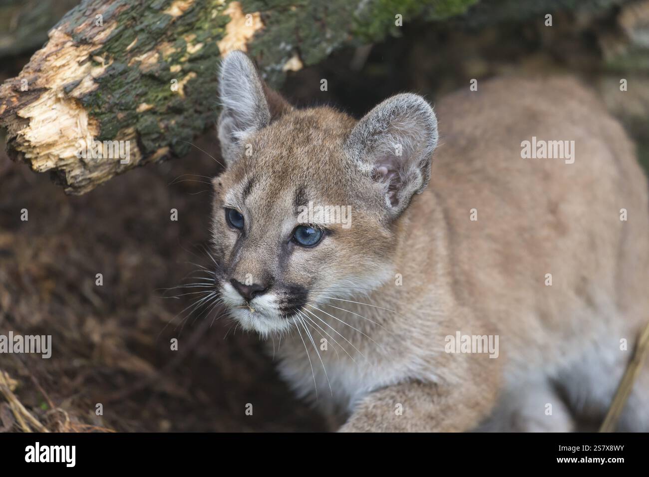 Variant nord hi-res stock photography and images - Alamy