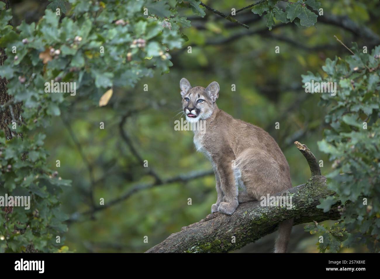 One young cougar, Puma concolor, sitting on a big branch high up in an ...